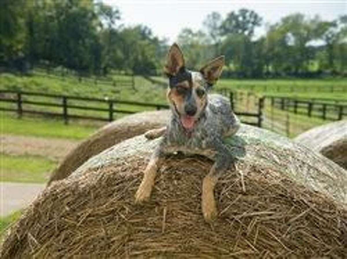 Livestock guardians: Top dogs for protecting your herd or flock