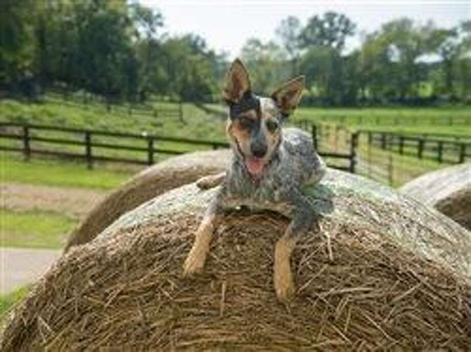 Livestock guardians: Top dogs for protecting your herd or flock ...