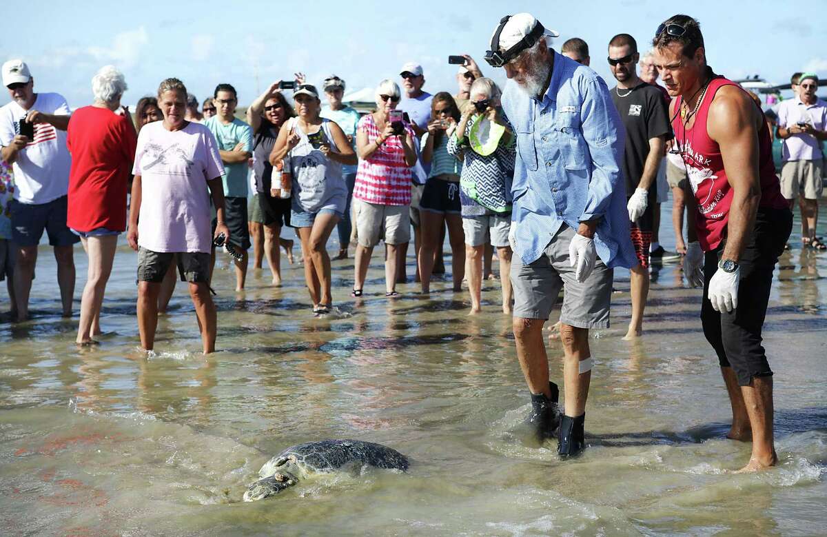 Oceanographer reflects on life rescuing marine turtles and birds