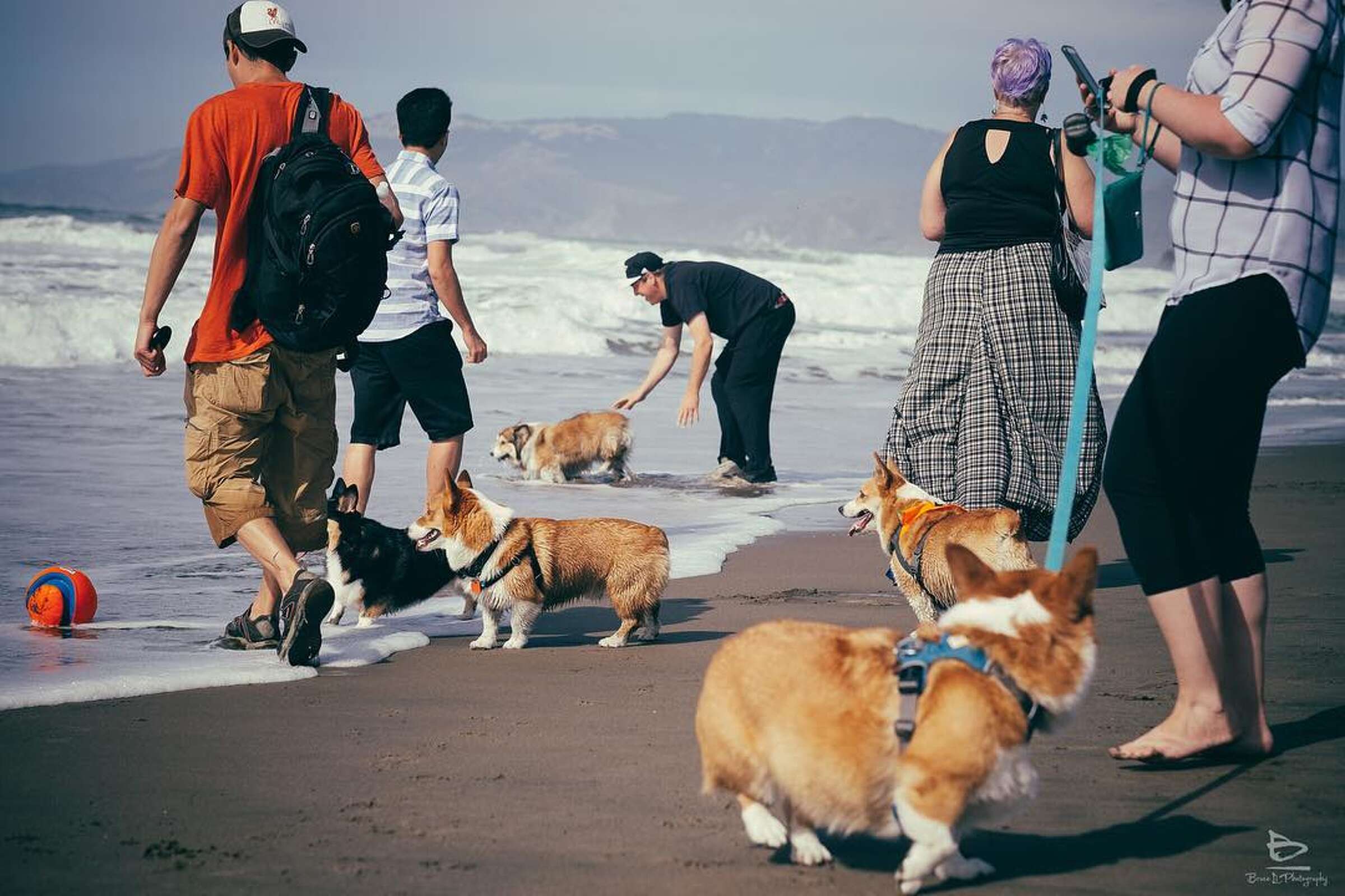 Corgi Con takes over San Francisco's Ocean Beach
