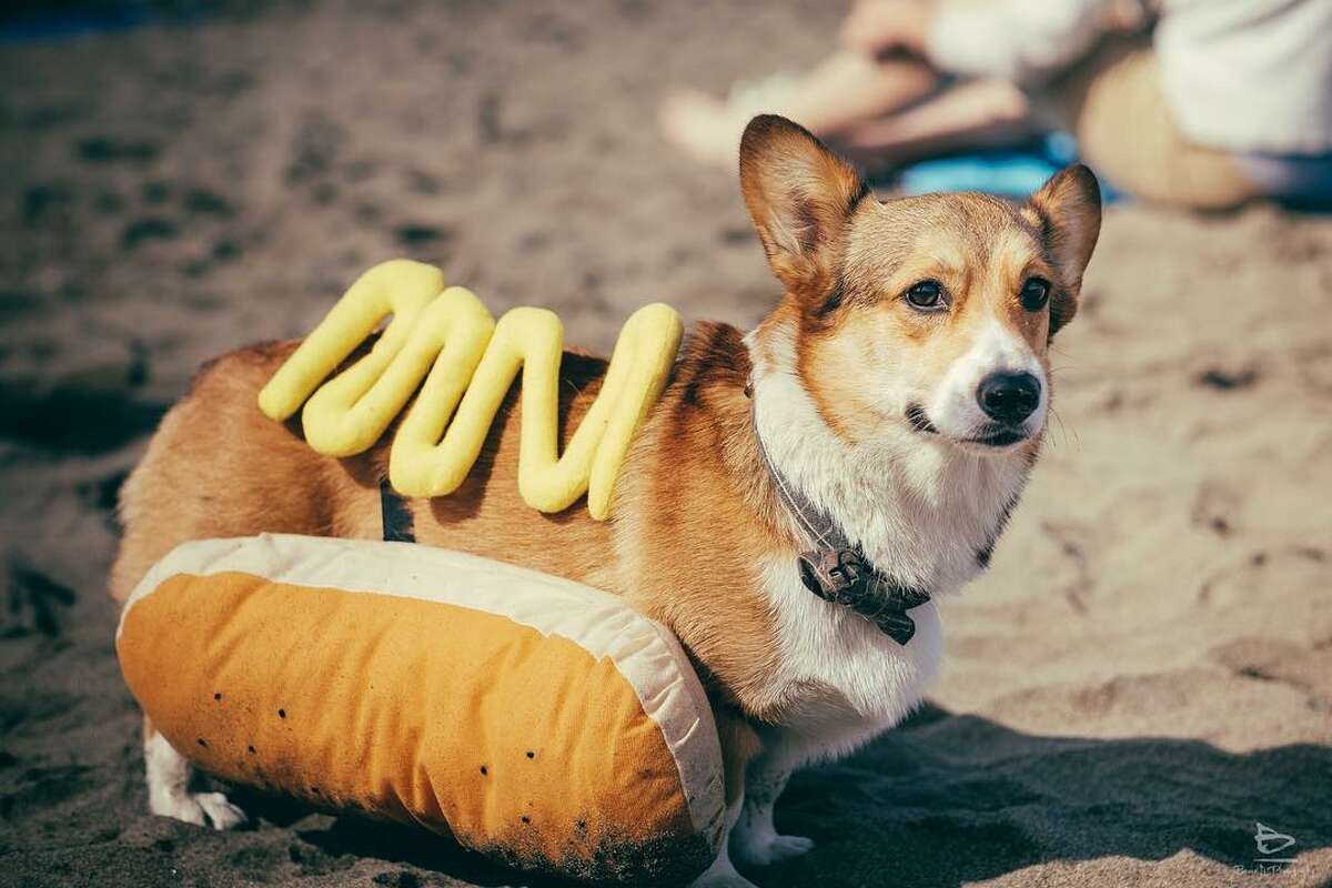Corgi Con takes over San Francisco's Ocean Beach