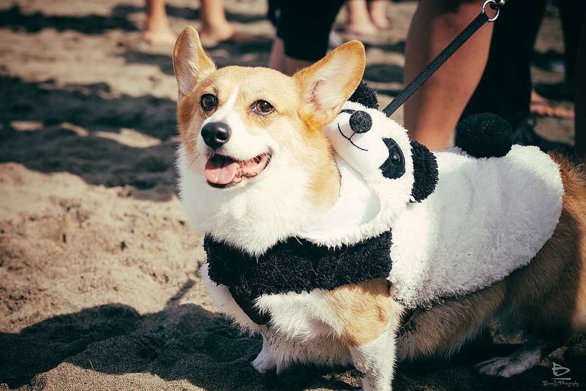 Corgi Con takes over San Francisco's Ocean Beach