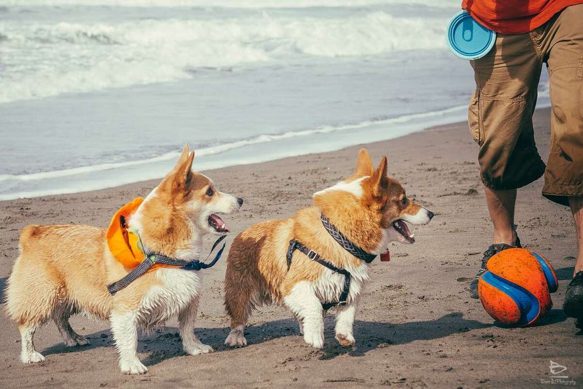 Corgi Con takes over San Francisco's Ocean Beach