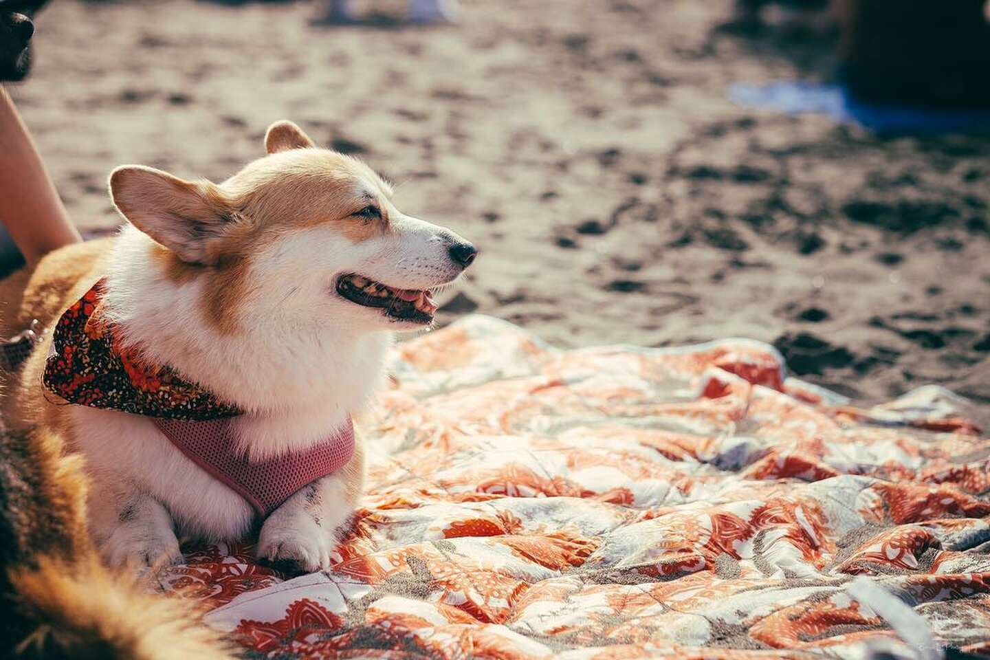 Corgi Con takes over San Francisco's Ocean Beach