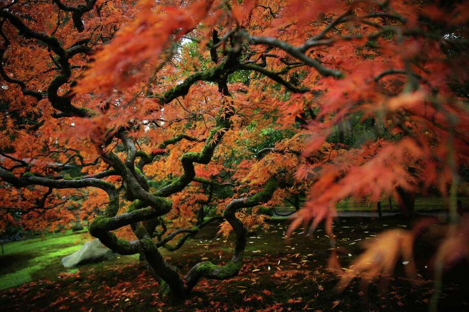 Fall colors shine at the Japanese Garden - seattlepi.com
