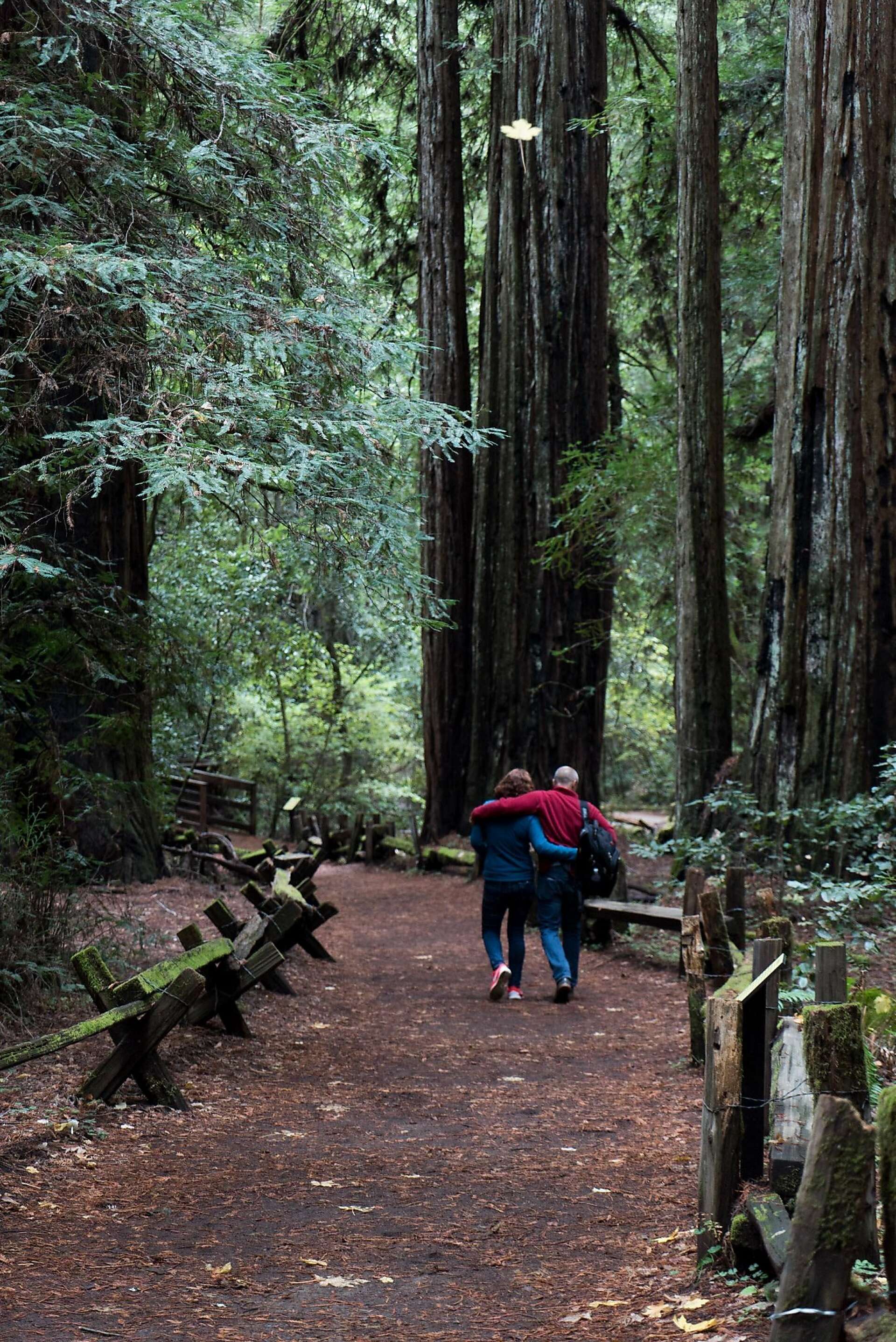 8 places to see redwoods near San Francisco that aren't Muir Woods