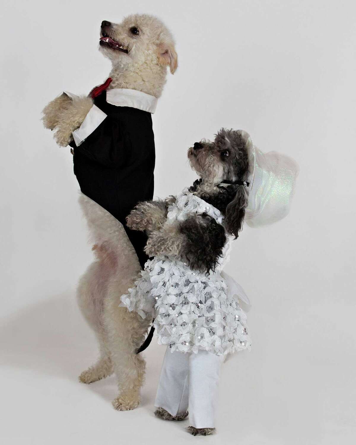 Olate Dogs (‘America’s Got Talent’ winners) in Fairfield