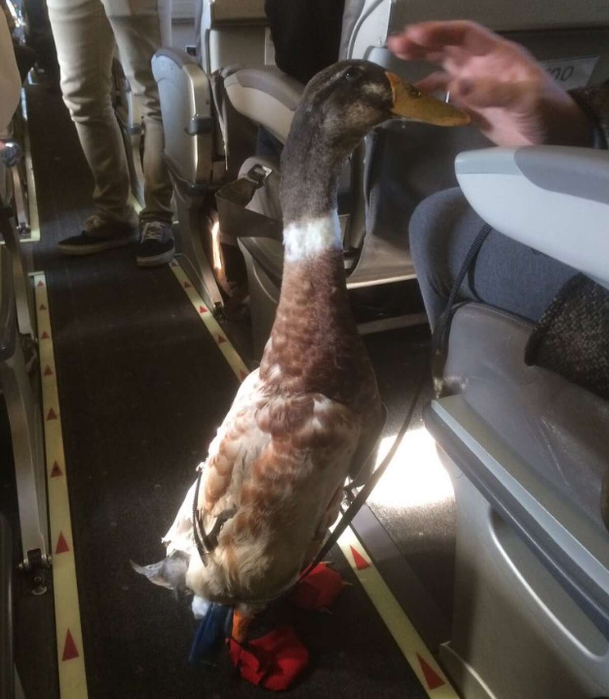 Daniel the 'emotional support duck' goes viral after airplane flight