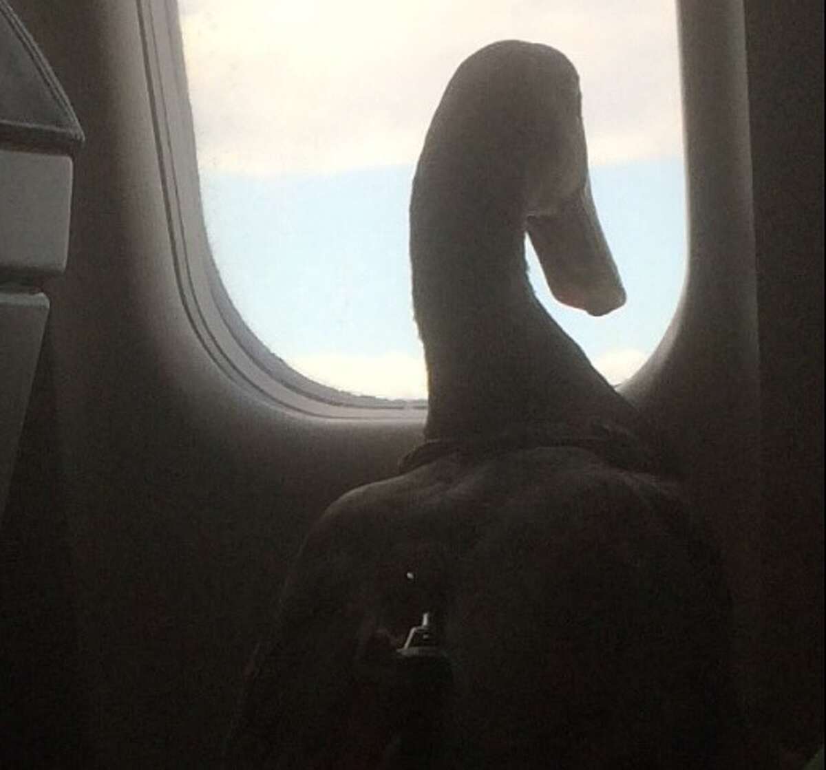 Daniel the 'emotional support duck' goes viral after airplane flight