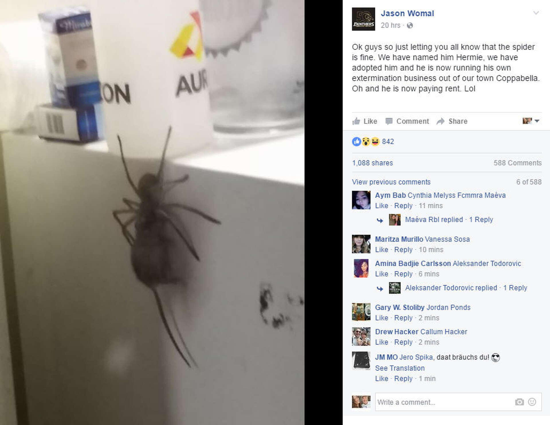 Spider Carrying Mouse