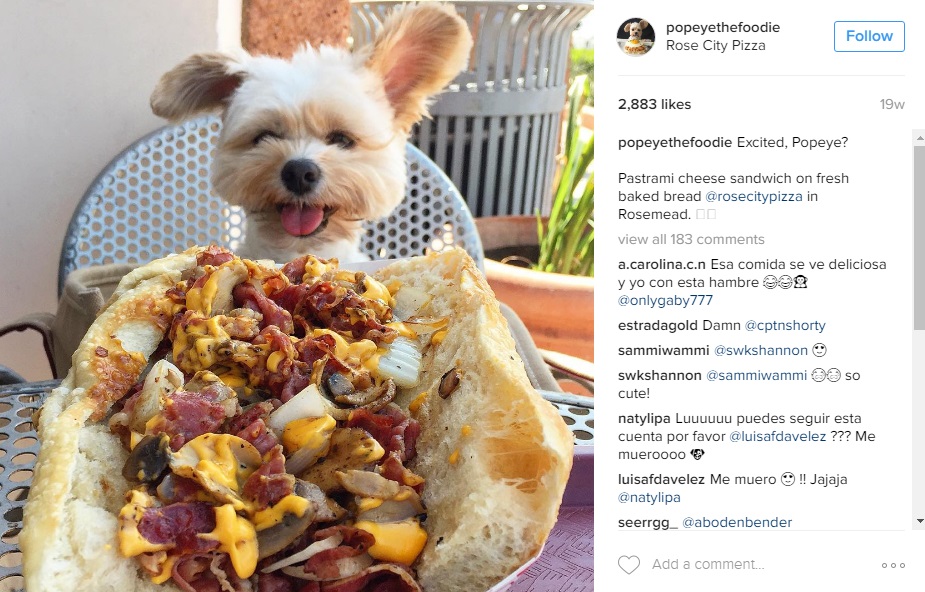 Popeye the Foodie Dog