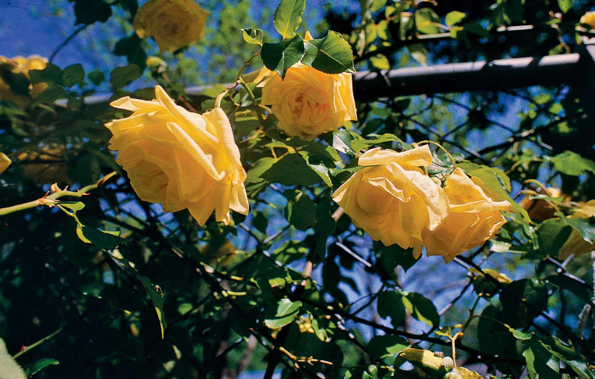 Texas Rose Rustlers work to save heirloom varieties