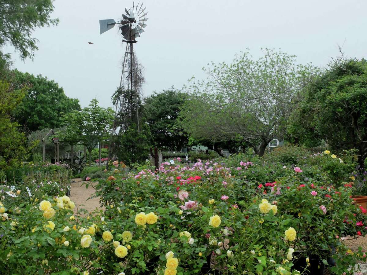 Texas Rose Rustlers work to save heirloom varieties