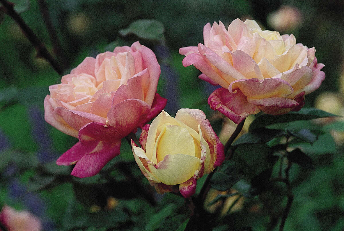 Texas Rose Rustlers work to save heirloom varieties