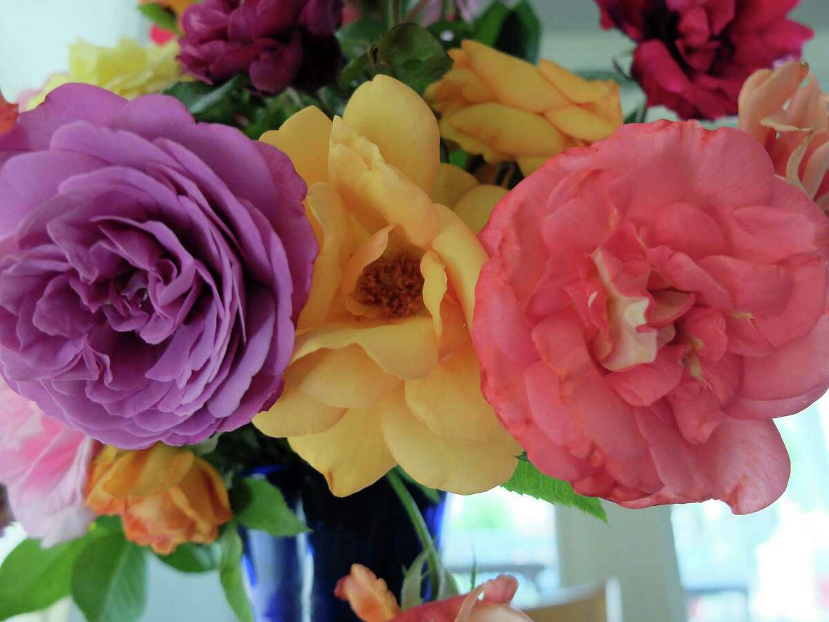 Texas Rose Rustlers work to save heirloom varieties