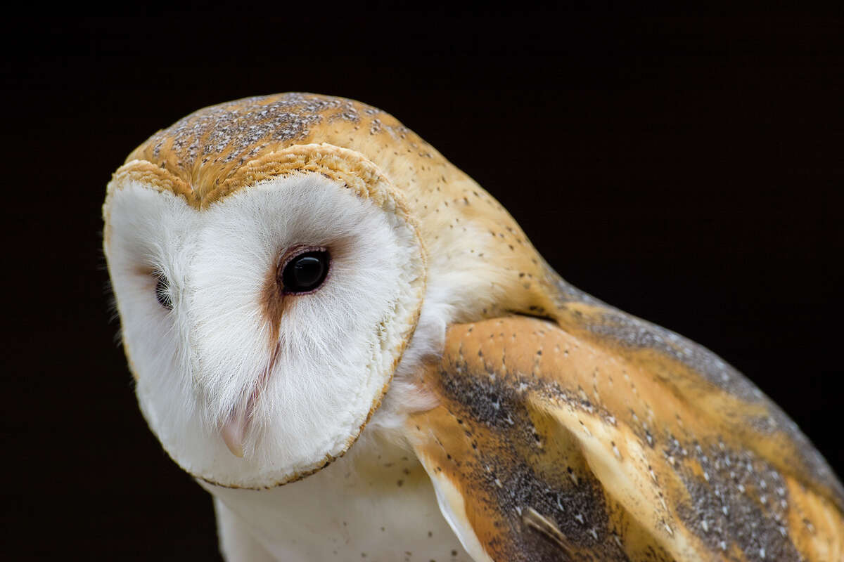 Barn owls are perfectly outfitted for Halloween