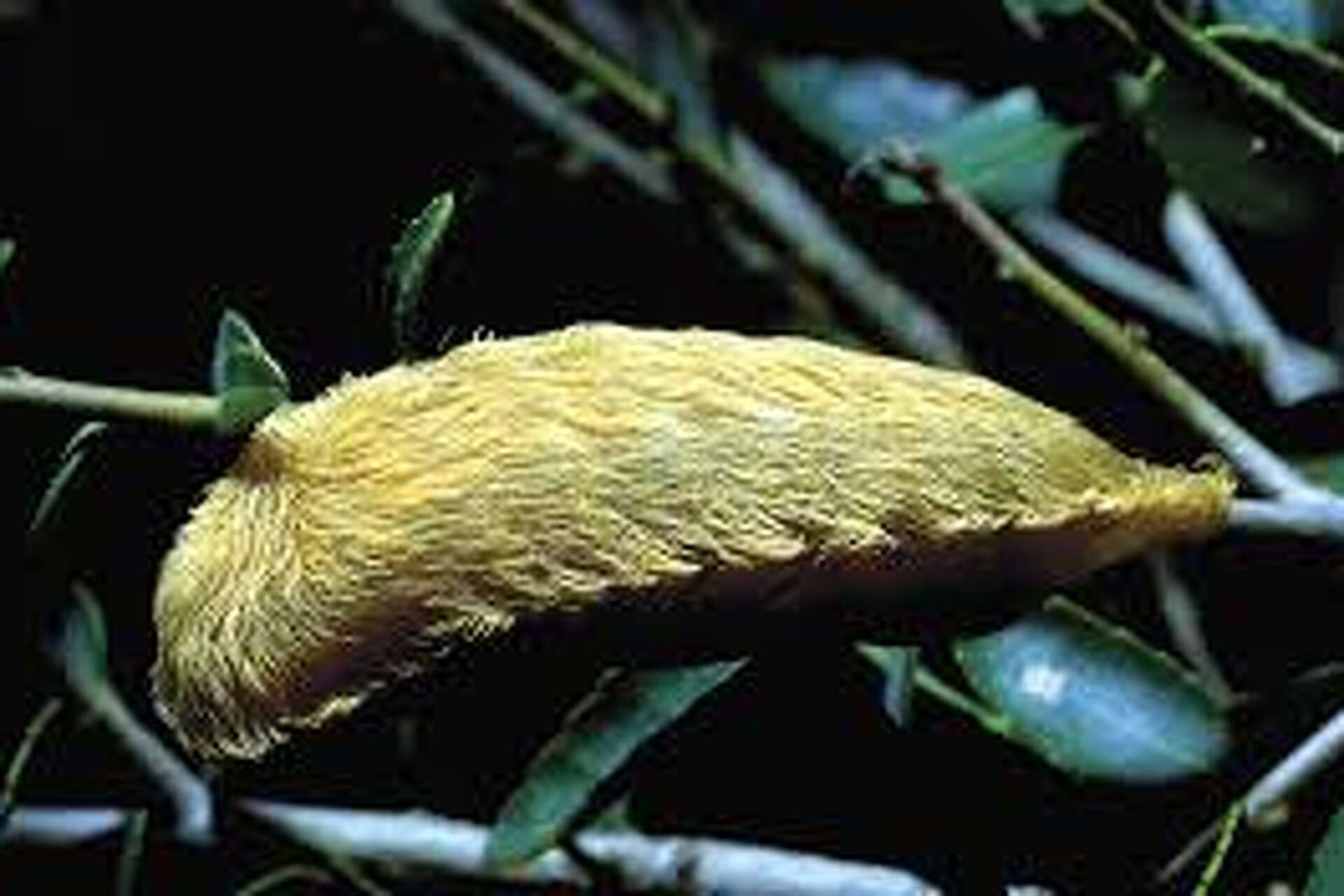 Houston area experiencing boom in fuzzy venomous caterpillars