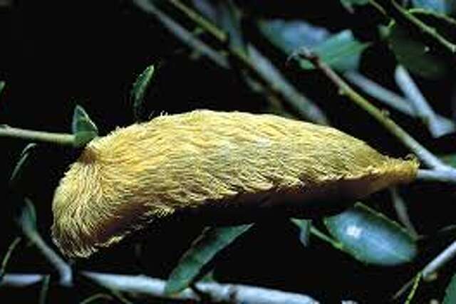 Houston area experiencing boom in fuzzy venomous caterpillars