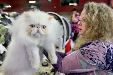 Seattle's top cat names: They're not 'Boots' or 'Whiskers,' but more human