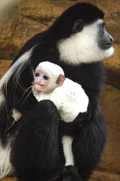 Zoo welcomes baby colobus monkey