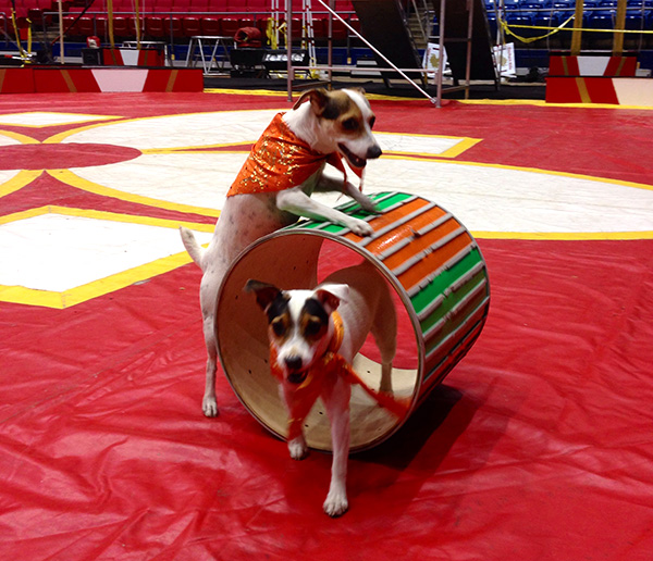 Circus Flora returning to Grand Center