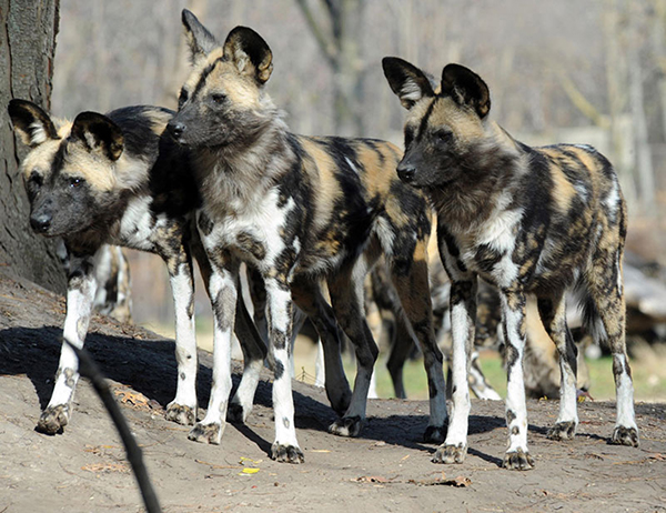 Zoo opens three new habitats