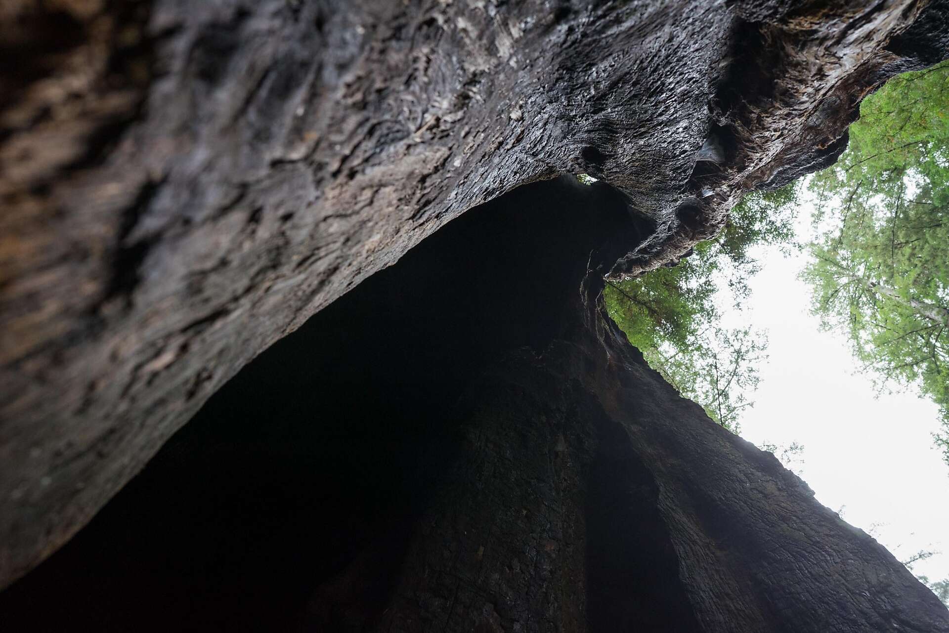 Big Basin: Finding solitude in California’s oldest state park