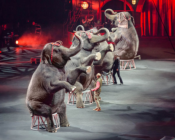 The circus is coming to the Scottrade Center
