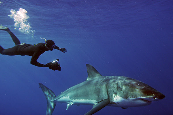 Up close with the great whites