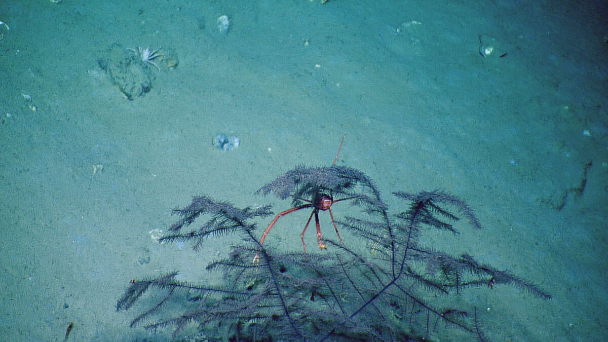 Watch the moment explorers enter the 'Jacuzzi of Death'