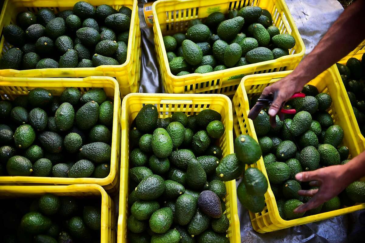 Mexico avocados see biggest price jump in 10 years