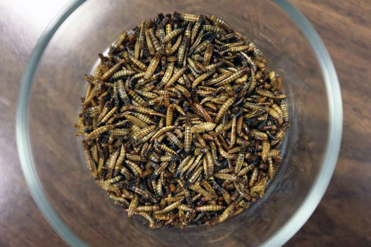 Crickets, mealworms on the menu at San Antonio dinner tonight