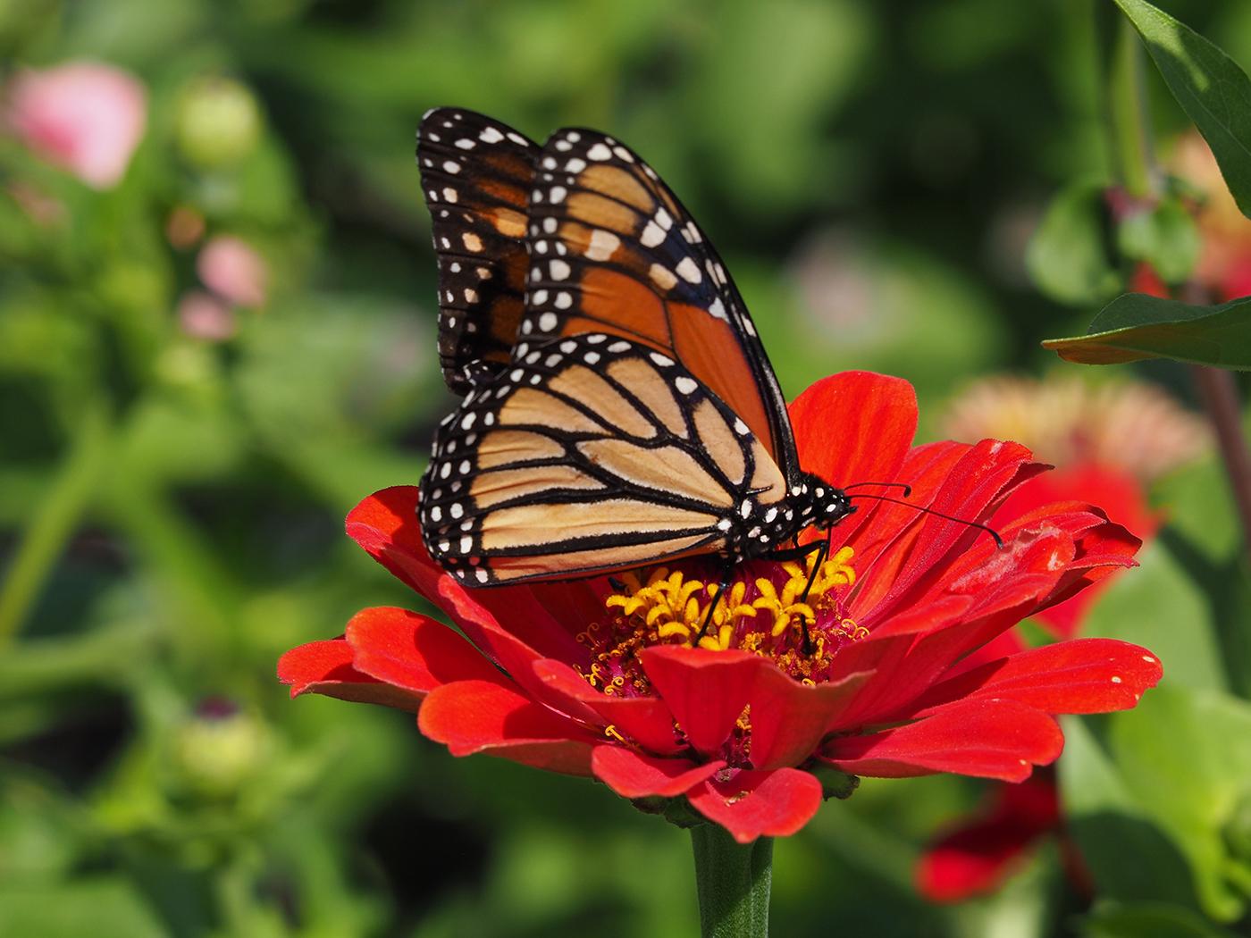 Guide to flowers that are good butterfly nectar sources