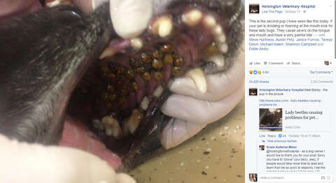 Asian Lady Beetles disguised as lady bugs will burrow in your dogs mouth