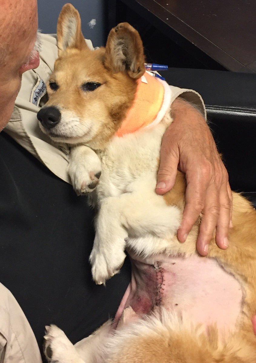 Gov. Brown says ‘First Dog’ Sutter doing well after surgery