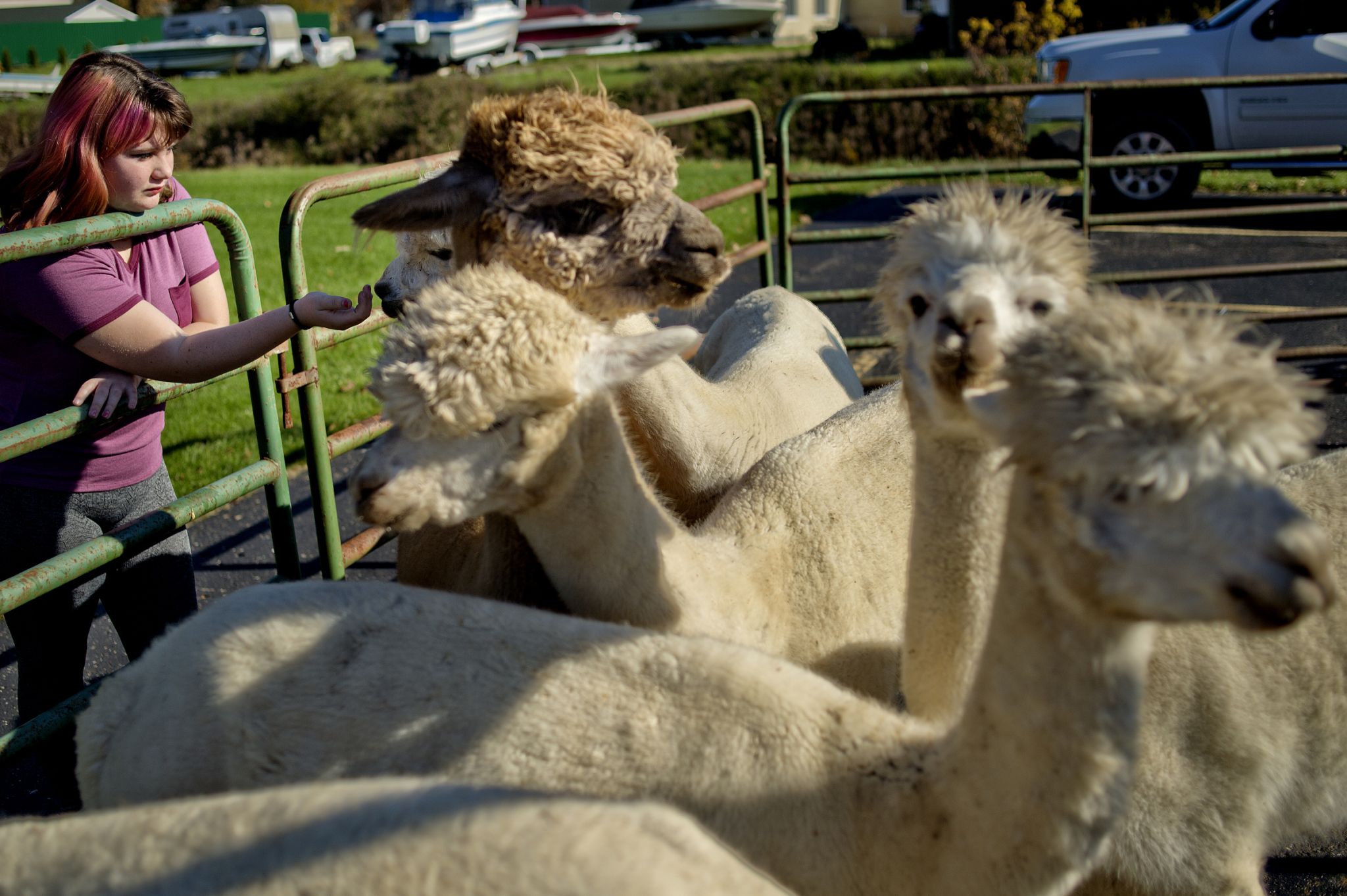 Alpaca Fall Bazaar