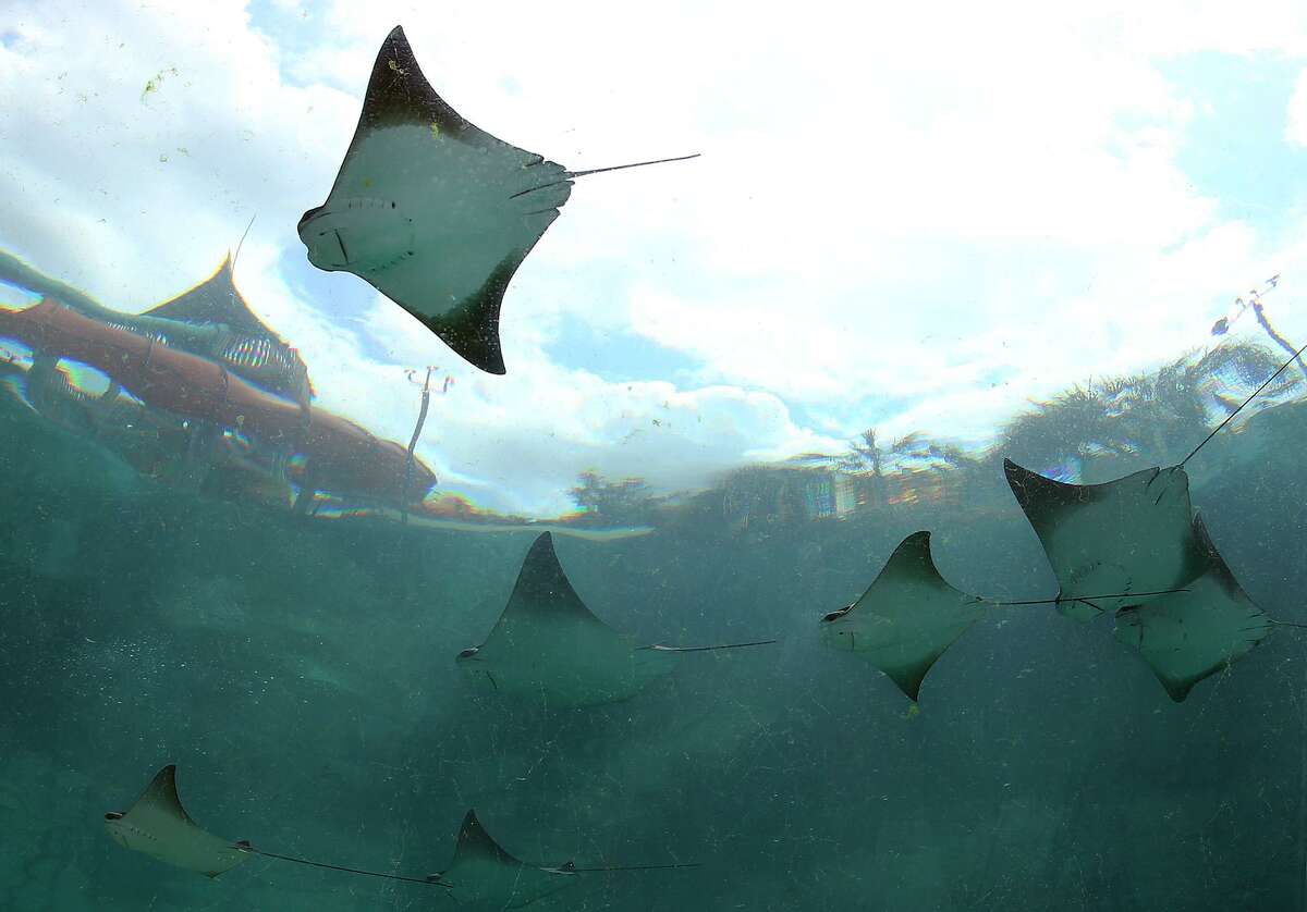 SeaWorld shares rise as park attendance climbs in Florida, San Antonio