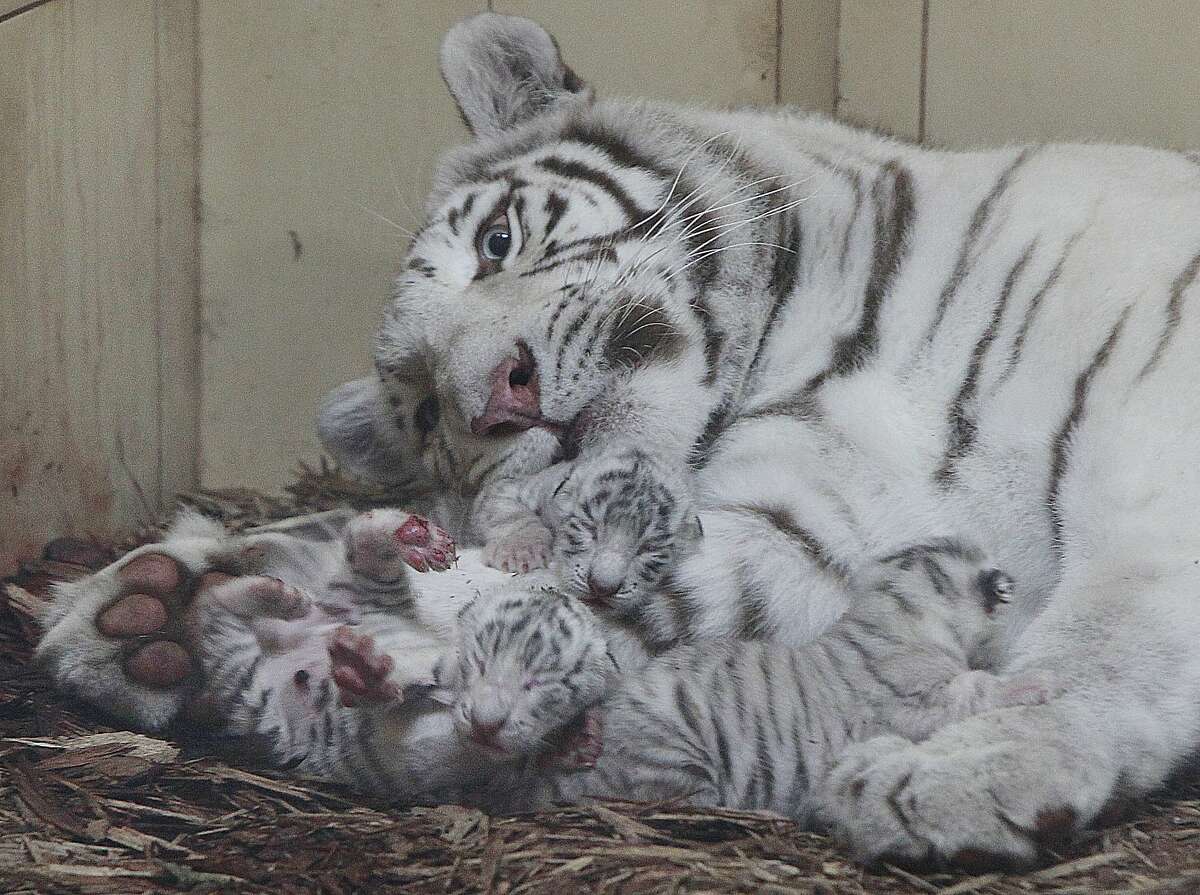 Baby animals are here to soothe your troubled mind