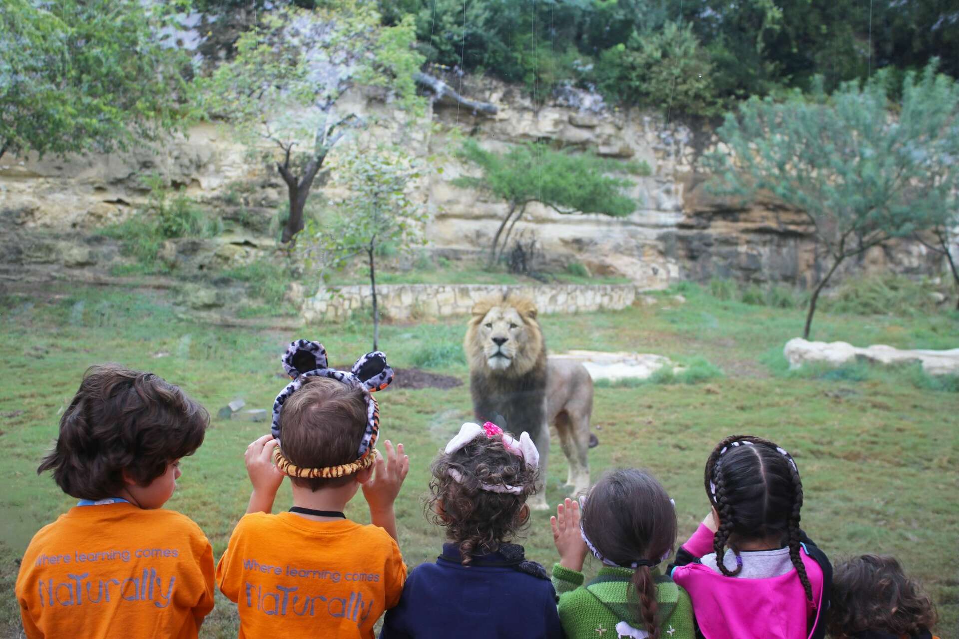 S.A. zoo to expand jaguar habitat with a 'one-of-a-kind' overhead catwalk
