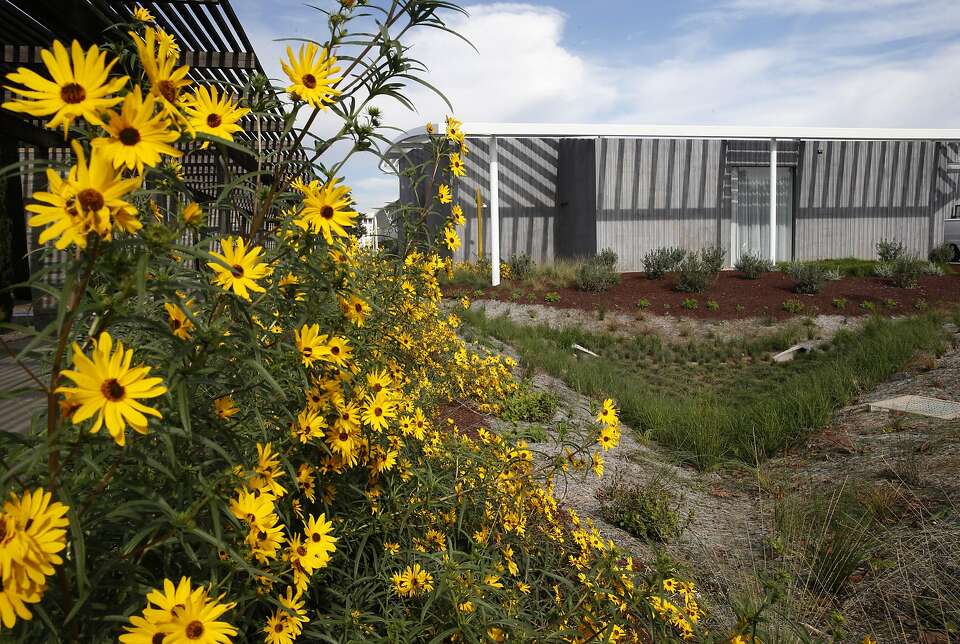 New UC Davis museum puts natural light to striking use