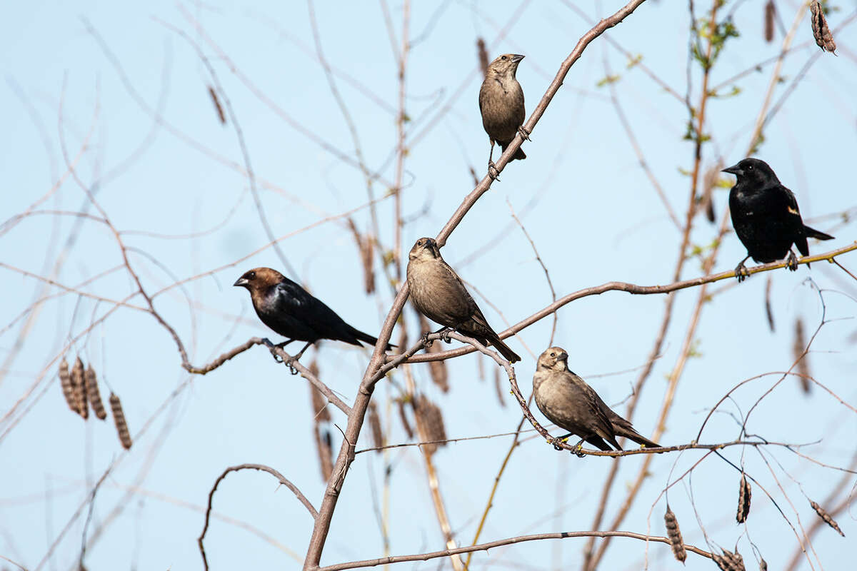 Blackbirds flock together for food, protection