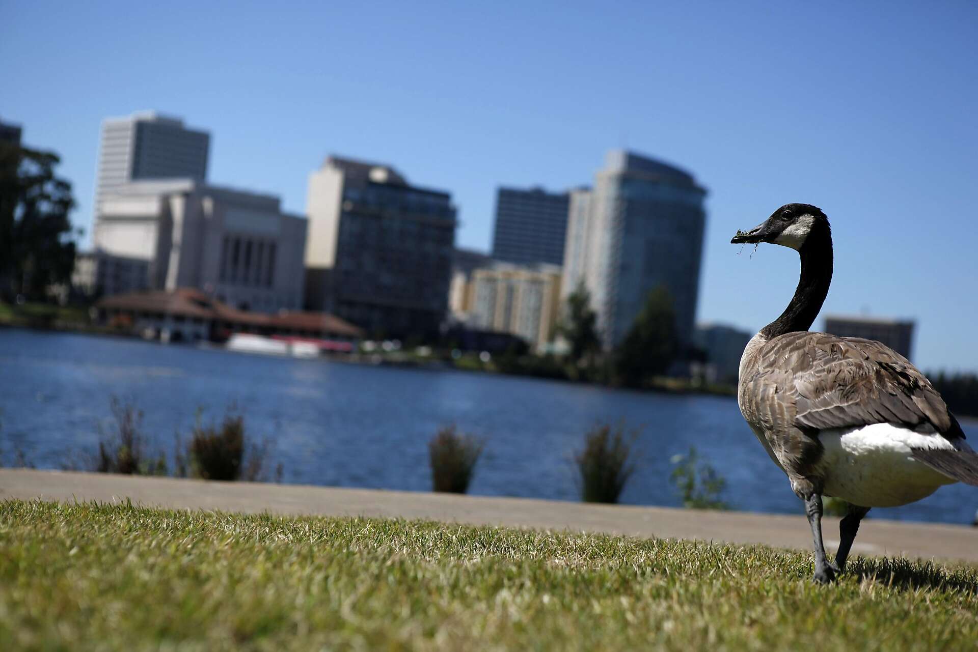 Hand-holding protest over Trump to ring Oakland’s Lake Merritt