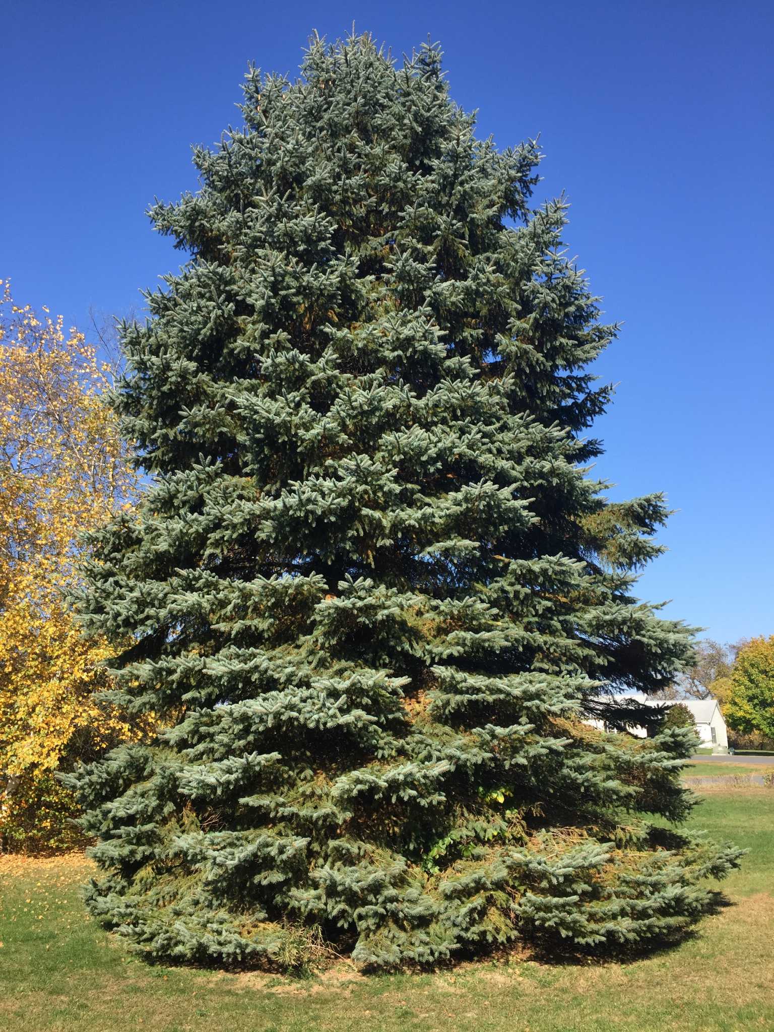 45-foot blue spruce from Claverack is state's holiday tree