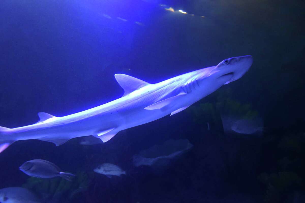 Rotterdam aquarium opened Saturday