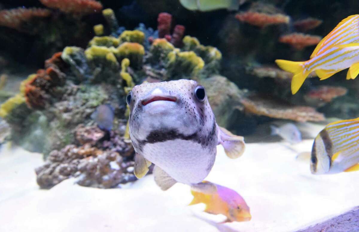 Rotterdam aquarium attracting fish fanciers