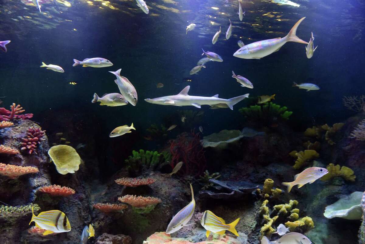Rotterdam aquarium attracting fish fanciers