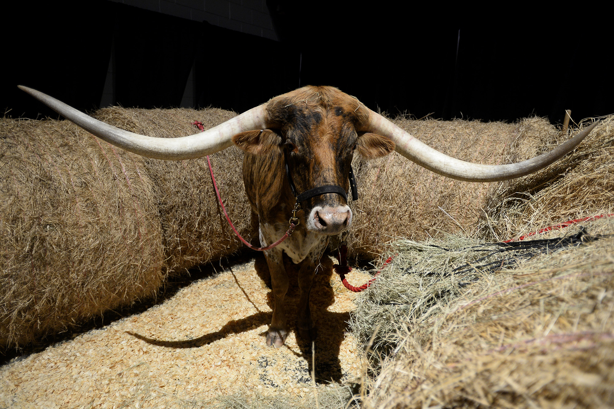 Hot Pick: Cattle Baron’s Ball