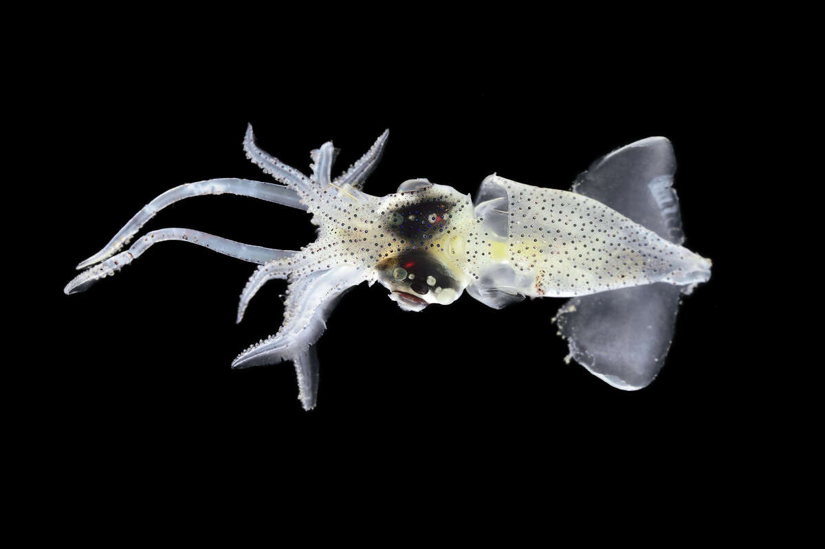 Photographer's haunting deep-sea images reveal rare, odd creatures