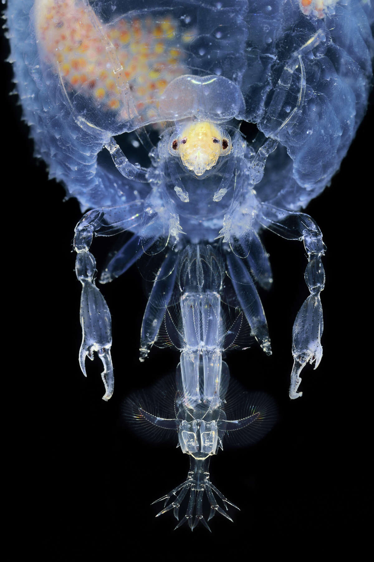 Photographer's haunting deep-sea images reveal rare, odd creatures