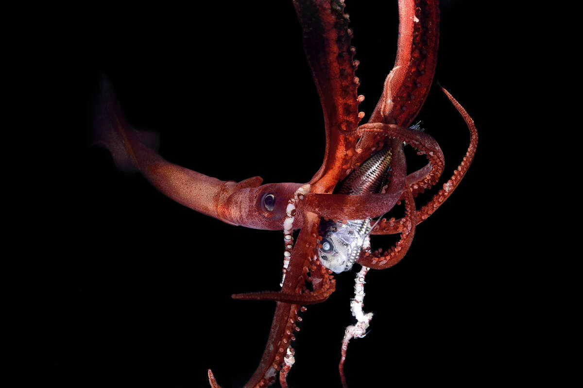 Photographer's haunting deep-sea images reveal rare, odd creatures